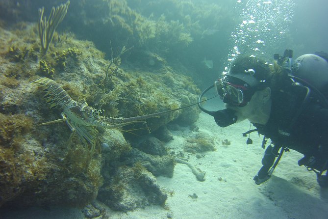 SCUBA Dive Key Largo Reef (min 6 divers) - Who Should Book This Tour?