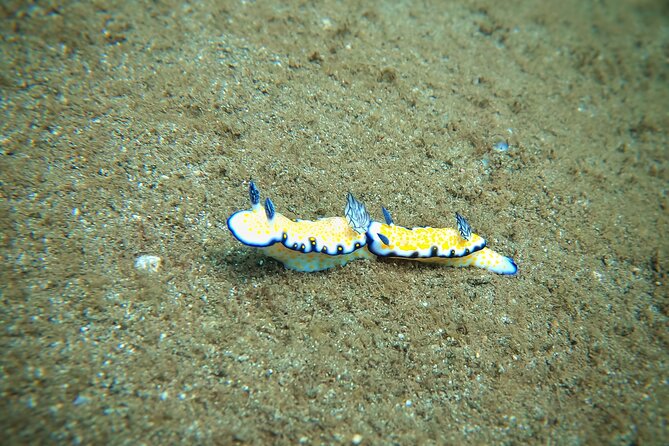 Scuba Diving in Maui with No Experience Needed - The Value of the Experience