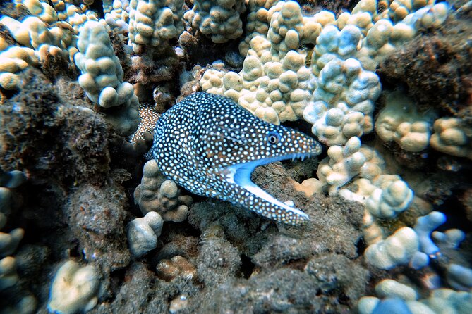 Scuba Diving in Maui with No Experience Needed - Authentic Experiences & Insider Insights