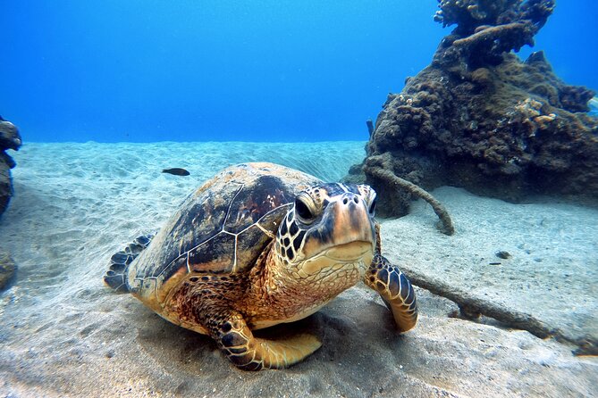 Scuba Diving in Maui with No Experience Needed - FAQs