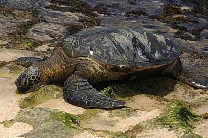 Sea / Eat & See The North Shore - Practical Tips for Travelers