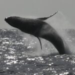Sea Kayak Whale Watching - Key Points