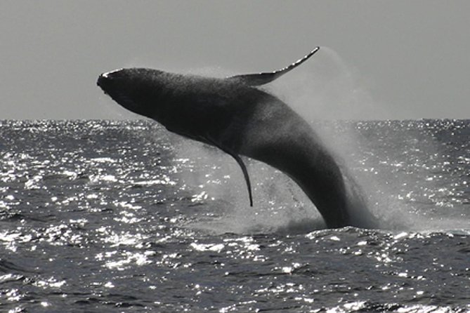 Sea Kayak Whale Watching - Key Points