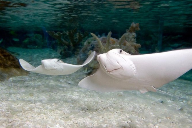 SEA LIFE Aquarium Grapevine Admission Ticket - Final Thoughts