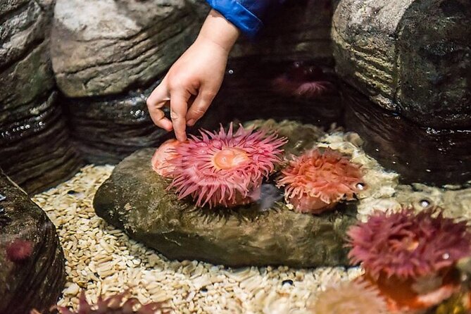 SEA LIFE Aquarium Minnesota Admission Ticket at Mall of America - Analyzing the Value and Cost