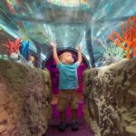 Sea Life Charlotte Concord Aquarium Admission Ticket - Is It Worth the Price?