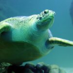 SEA LIFE Michigan Aquarium Admission Ticket - A Detailed Look at SEA LIFE Michigan Aquarium