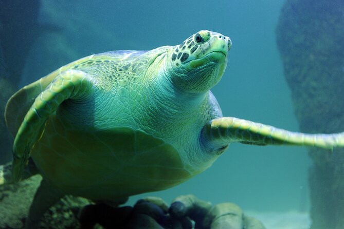 SEA LIFE Michigan Aquarium Admission Ticket - A Detailed Look at SEA LIFE Michigan Aquarium