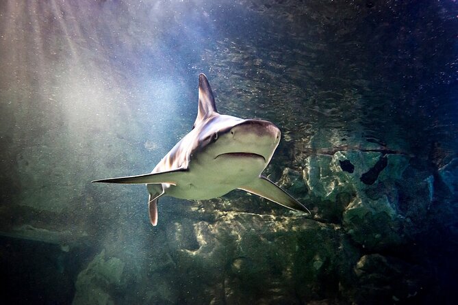 SEA LIFE Orlando Aquarium - Practical Tips for Visiting SEA LIFE Orlando