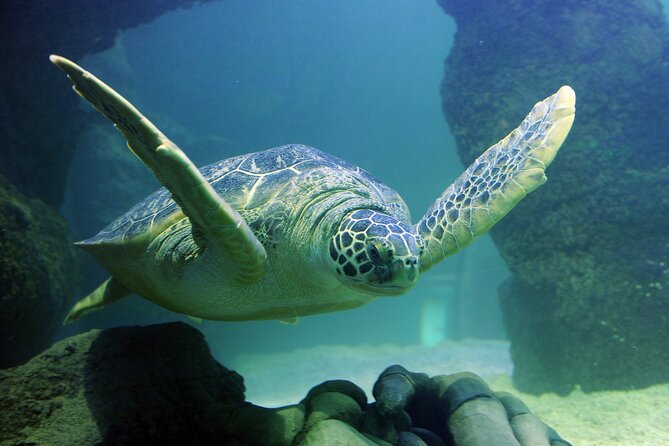 SEA LIFE Orlando Aquarium - The Value of Your Visit