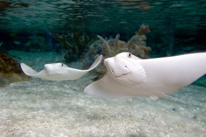 SEA LIFE Orlando Aquarium - Who Will Love SEA LIFE Orlando?