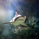SEA LIFE San Antonio Admission Ticket - The Optional LEGOLAND Discovery Center Addition