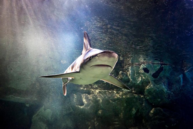 SEA LIFE San Antonio Admission Ticket - The Optional LEGOLAND Discovery Center Addition