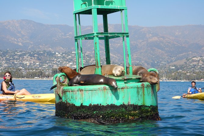 Sea Lion Kayak Tour - Santa Barbara Harbor - Key Points