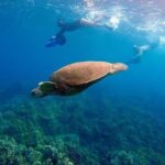 Sea Scooter Snorkeling Guided Tour - Turtle Town - Why This Tour Stands Out