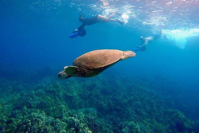 Sea Scooter Snorkeling Guided Tour - Turtle Town - Why This Tour Stands Out