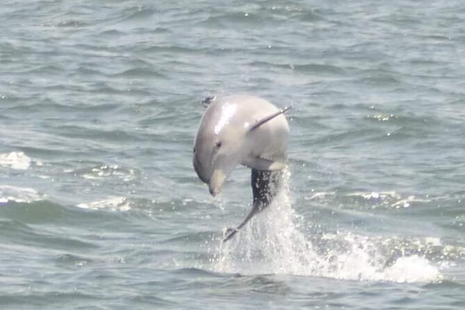 Sea Thunder Cruise-2 Hour Tour Surrounded by Dolphins in S.C - Starting Point and Boarding Experience