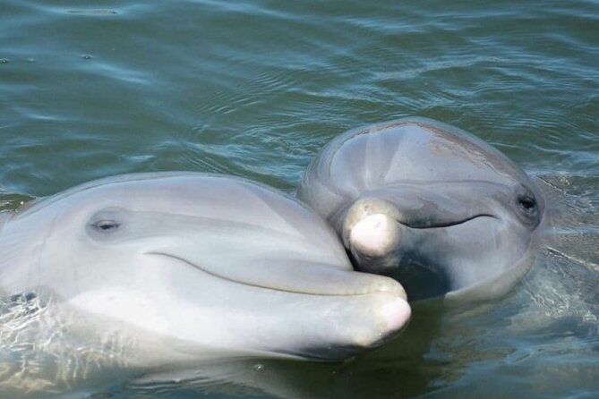Sea Thunder Cruise-2 Hour Tour Surrounded by Dolphins in S.C - Practical Tips