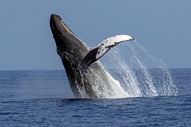 Seasonal Small-Group Humpback Whale Watching in Kona - Introduction to the Experience