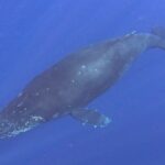 Seasonal Small-Group Humpback Whale Watching in Kona - The Value of This Whale-Watching Tour