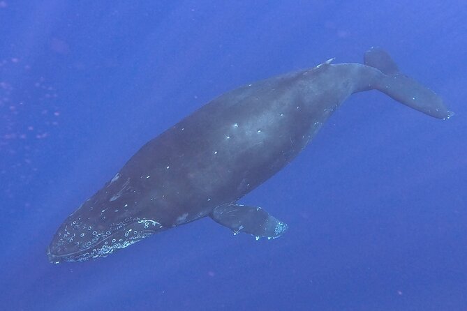 Seasonal Small-Group Humpback Whale Watching in Kona - The Value of This Whale-Watching Tour