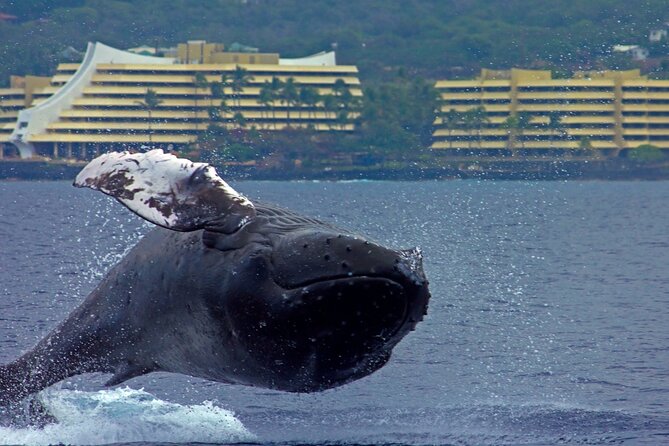 Seasonal Small-Group Humpback Whale Watching in Kona - Frequently Asked Questions