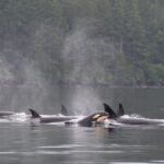 Seattle: Half-Day Wildlife and Whale Watching Cruise - Detailed Breakdown of the Itinerary