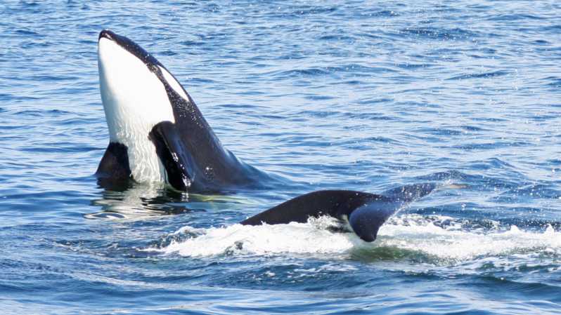 Seattle: Half-Day Wildlife and Whale Watching Cruise - An Honest Look at the Experience