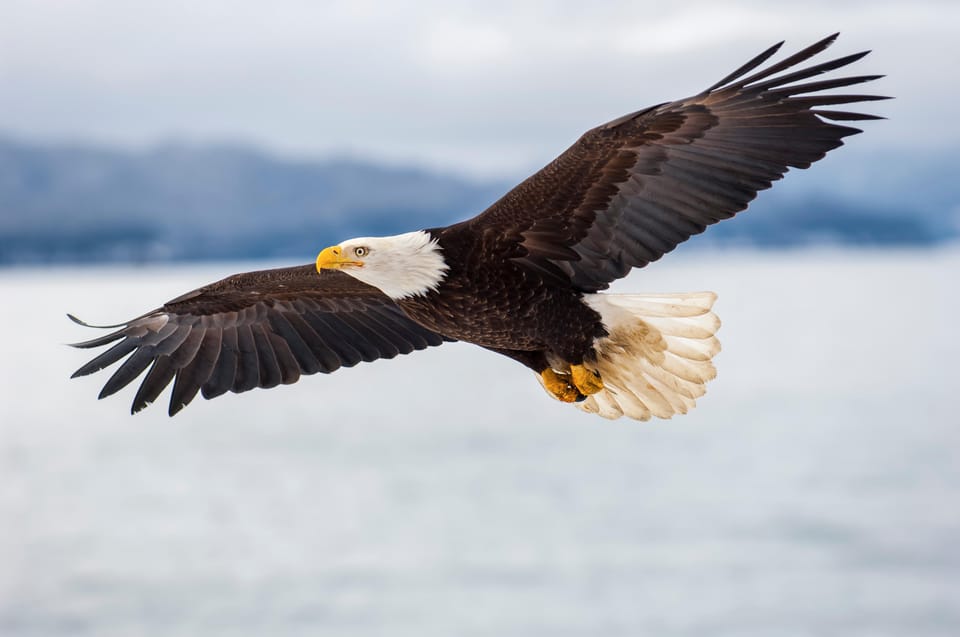 Seattle: Half-Day Wildlife and Whale Watching Cruise - What We Loved and What to Consider