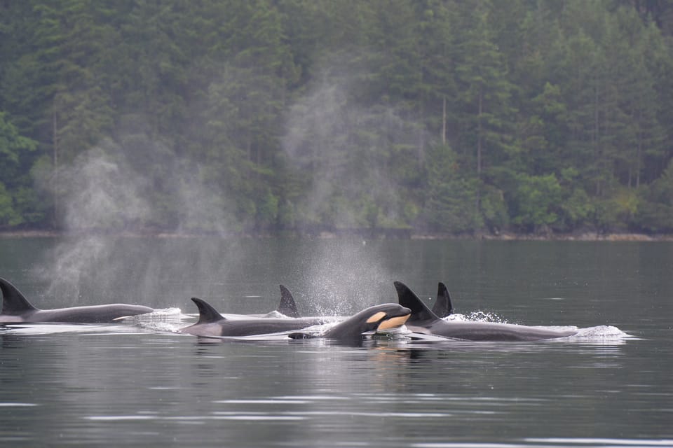 Seattle: Half-Day Wildlife and Whale Watching Cruise - Who Is This Tour Best For?