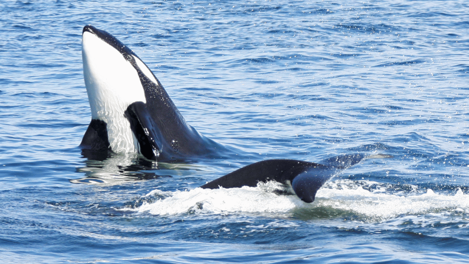 Seattle: Half-Day Wildlife and Whale Watching Cruise - Final Thoughts