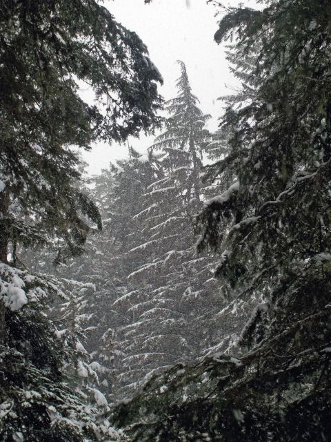 Seattle: Longmire in Mount Rainier Winter Day Tour - Is This Tour Worth the Price?