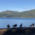 Seattle: Olympic National Park Day Tour with Scenic Ferries - Value and Practical Considerations