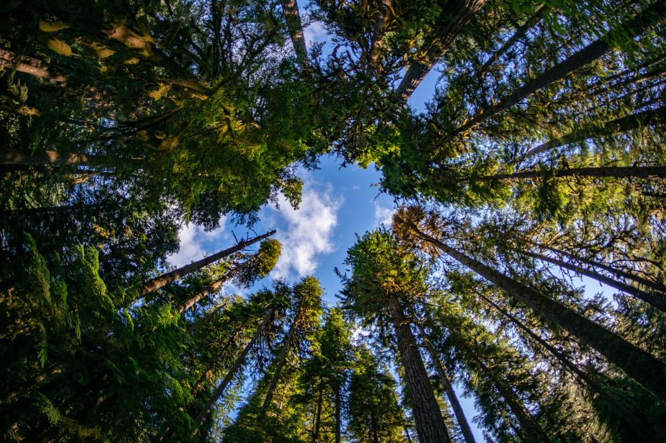 Seattle: Olympic National Park Small-Group Tour - An In-Depth Look at the Olympic National Park Small-Group Tour