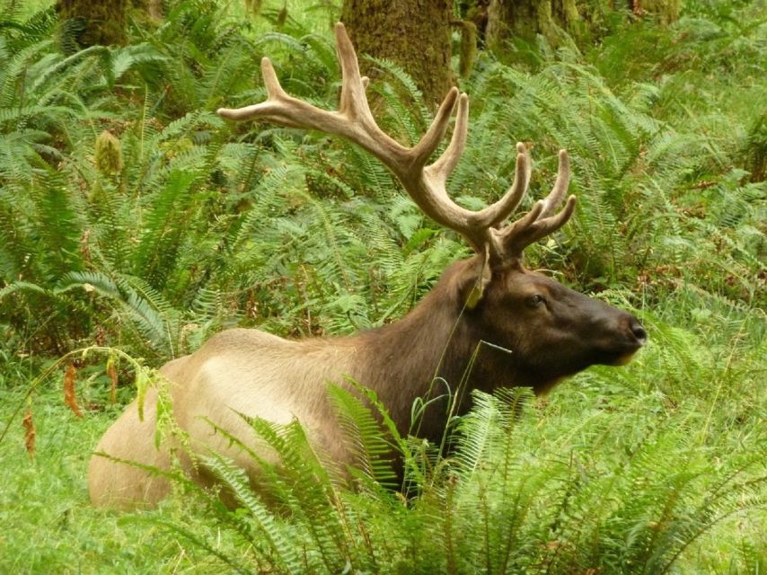 Seattle: Olympic National Park Small-Group Tour - Final Thoughts