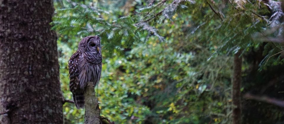 Seattle: Private Whidbey Island & Deception Pass Tour - Key Points