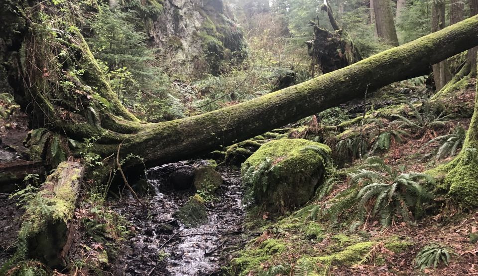 Seattle: Snoqualmie Falls and Twin Falls Guided Tour - Introduction: A Nature Escape Near Seattle