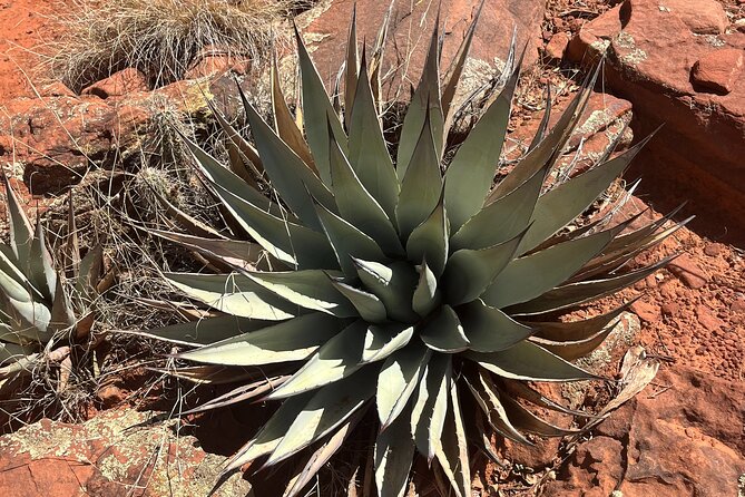 Sedona Magical Sightseeing Highlight Tour- 5 Stars - Who Will Love This Tour?