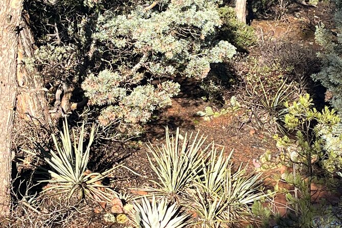 Sedona Magical Sightseeing Highlight Tour- 5 Stars - Final Thoughts: Is It Worth It?