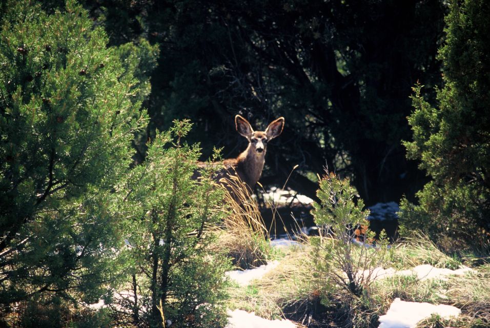 Sedona: PRIVATE 2-Hour Jeep (Hummer) Tour Gambler Trail - Key Points