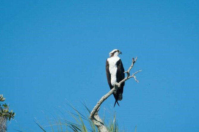 See Crystal River - National Wildlife Refuge Sightseeing Cruise - The Experience: What to Expect on the Water