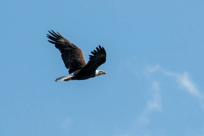 See Crystal River - National Wildlife Refuge Sightseeing Cruise - Pricing and Value