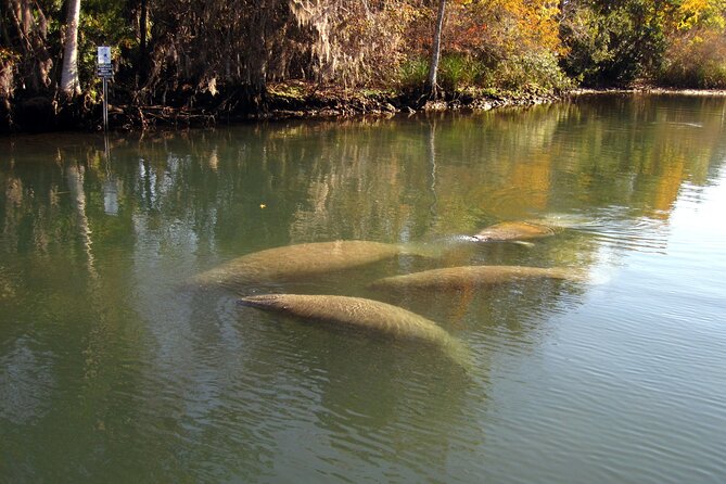 See Crystal River - National Wildlife Refuge Sightseeing Cruise - Weather & Cancellation Policies