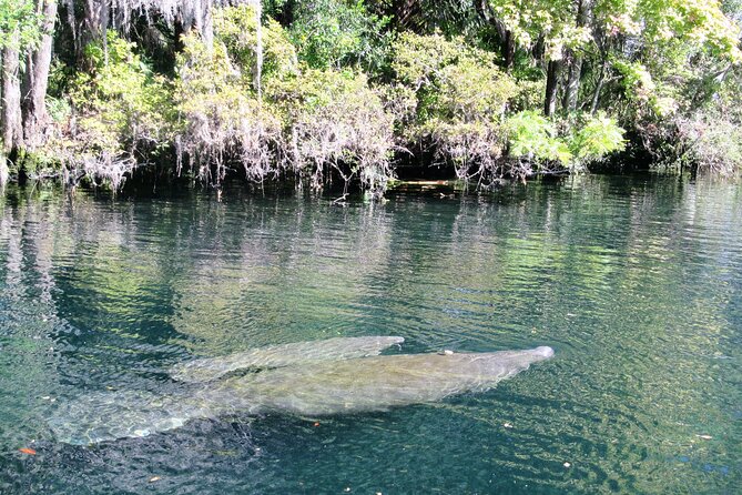 See Crystal River - National Wildlife Refuge Sightseeing Cruise - Who Is This Tour Best For?