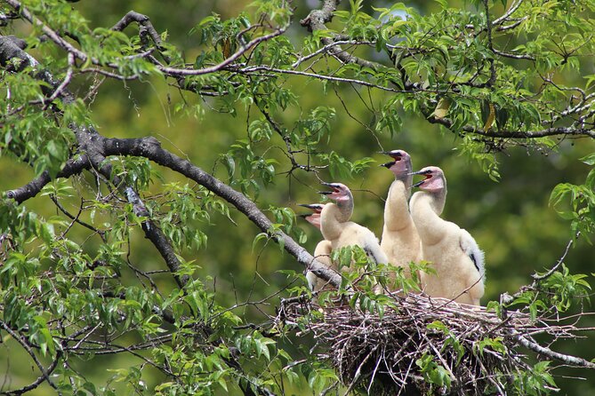 See Crystal River - National Wildlife Refuge Sightseeing Cruise - The Sum Up
