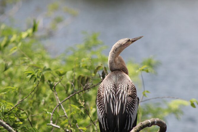 See Crystal River - National Wildlife Refuge Sightseeing Cruise - FAQ