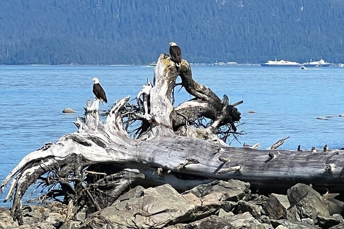 Segway Coastal Scenic Rainforest Tour - Final Thoughts