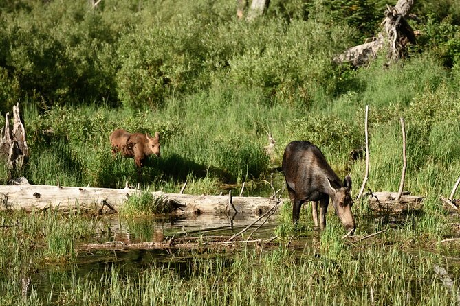 Self-Guided Audio Driving Tour in Grand Teton National Park - Final Thoughts