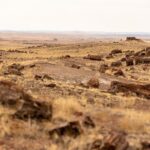 Self-Guided Audio Driving Tour in Petrified Forest National Park - FAQ