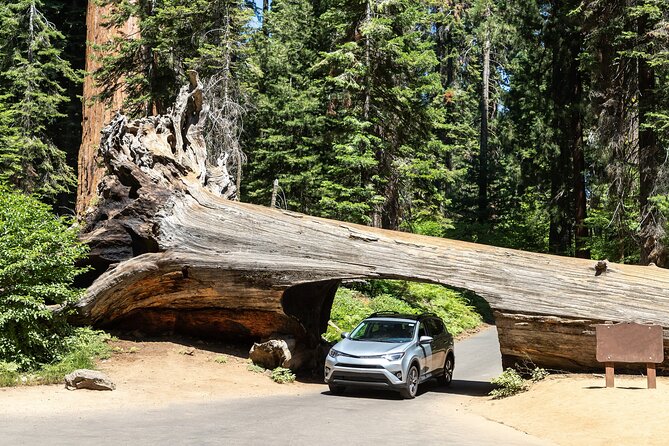 Self Guided Driving Audio Tour of Redwood National and State Park - An In-Depth Look at the Redwood National and State Parks Audio Tour
